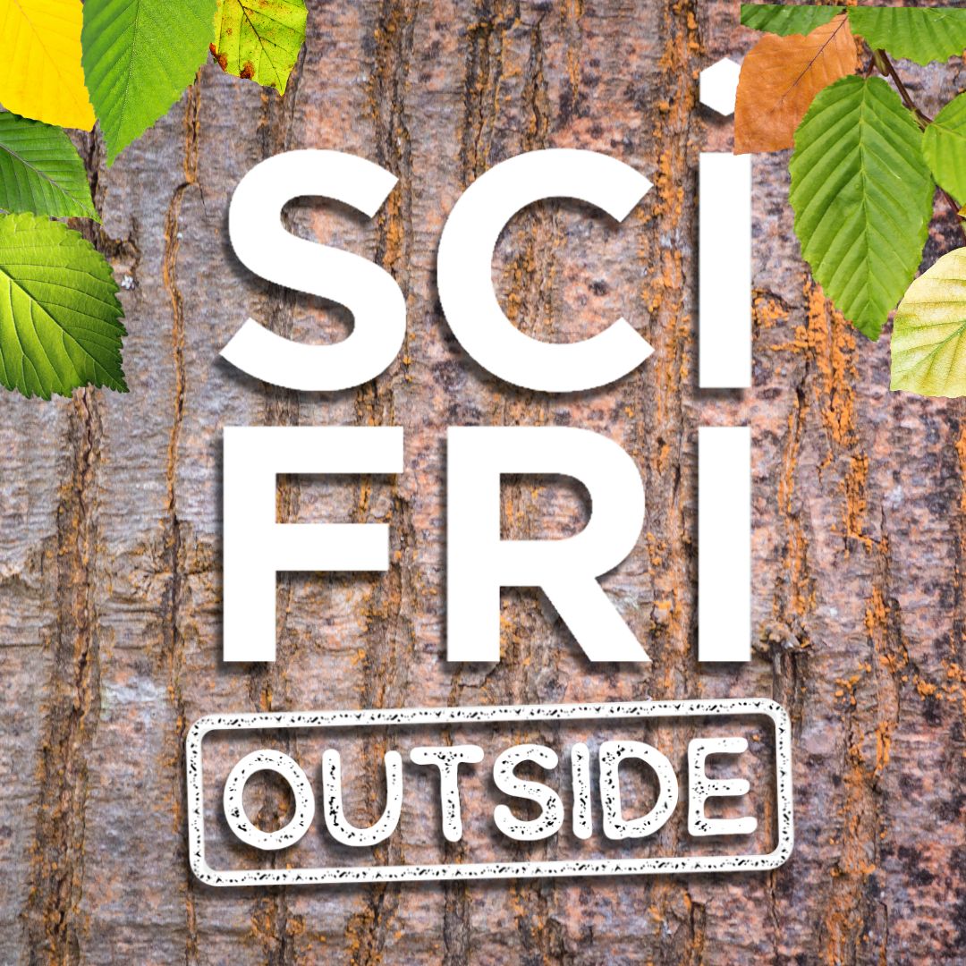 Explore The Outdoors For Beech Leaf Disease With SciFri Outside