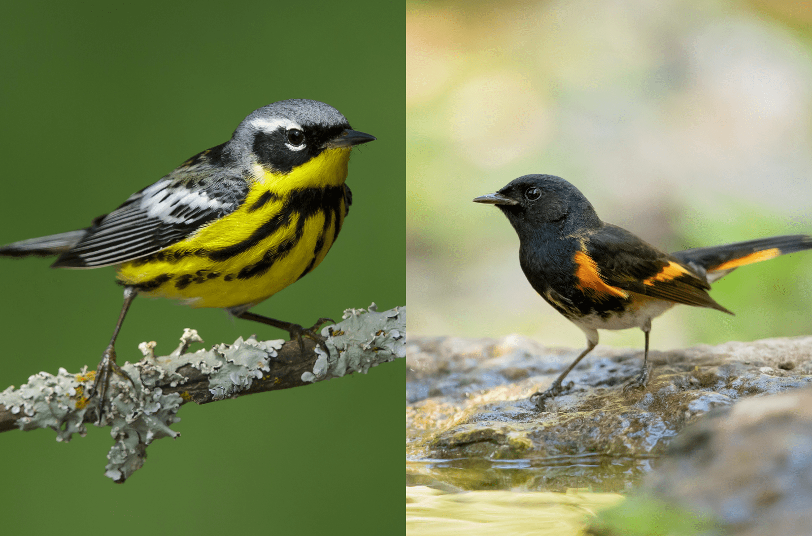 Different Bird Species May Team Up For Migration