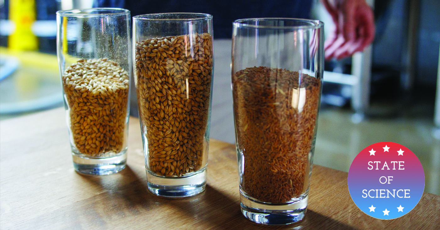 Scientists Push For A Lesser-Known Grain Called Kernza