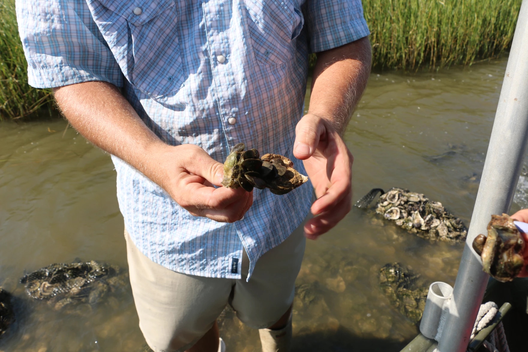 Using Oyster Shell Reefs To Counter Sea Level Rise In Louisiana