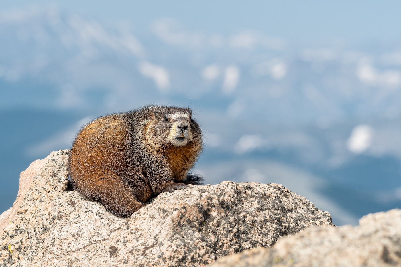 Yellow Bellied Marmot Rock Yellow Bellied Marmot | Fizzynotions