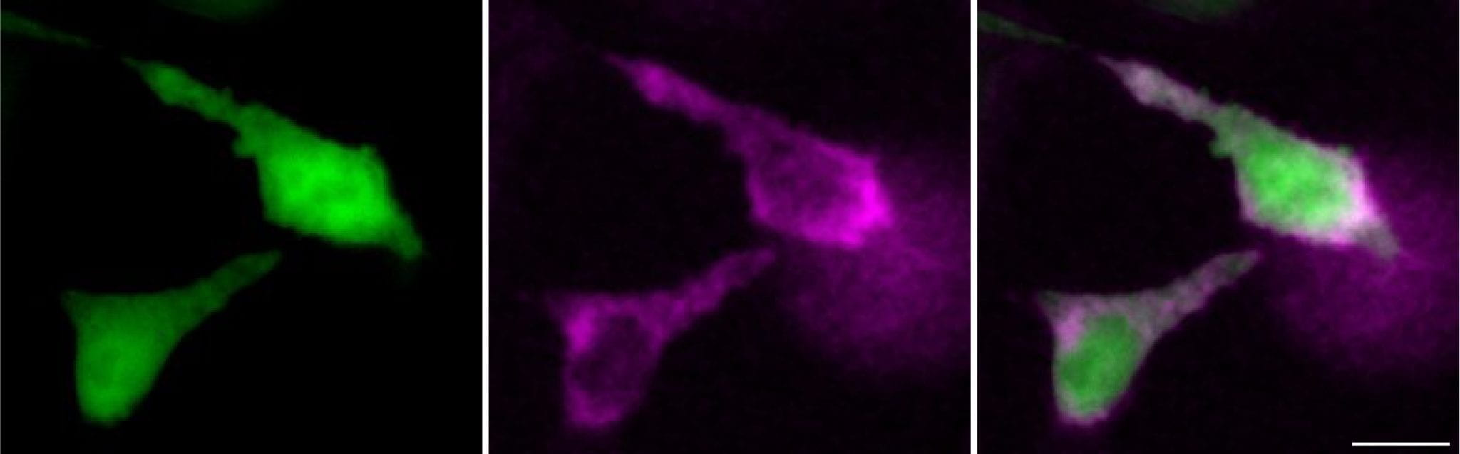 Scientists Create Glowing ‘RNA Lanterns’ With Bioluminescence