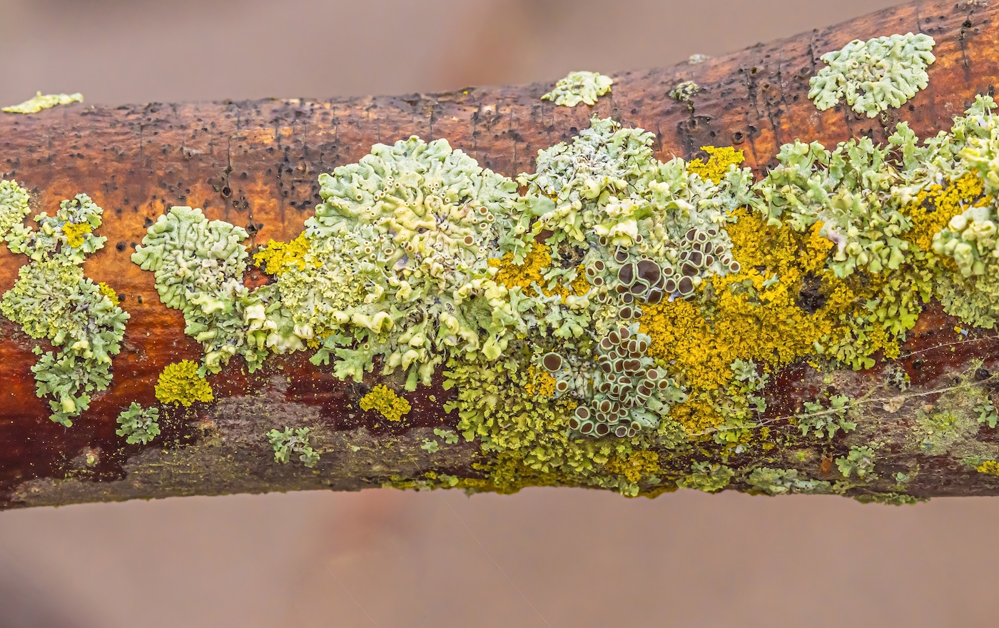 What Lichen Tell Us About Ecology, Air Quality, And More