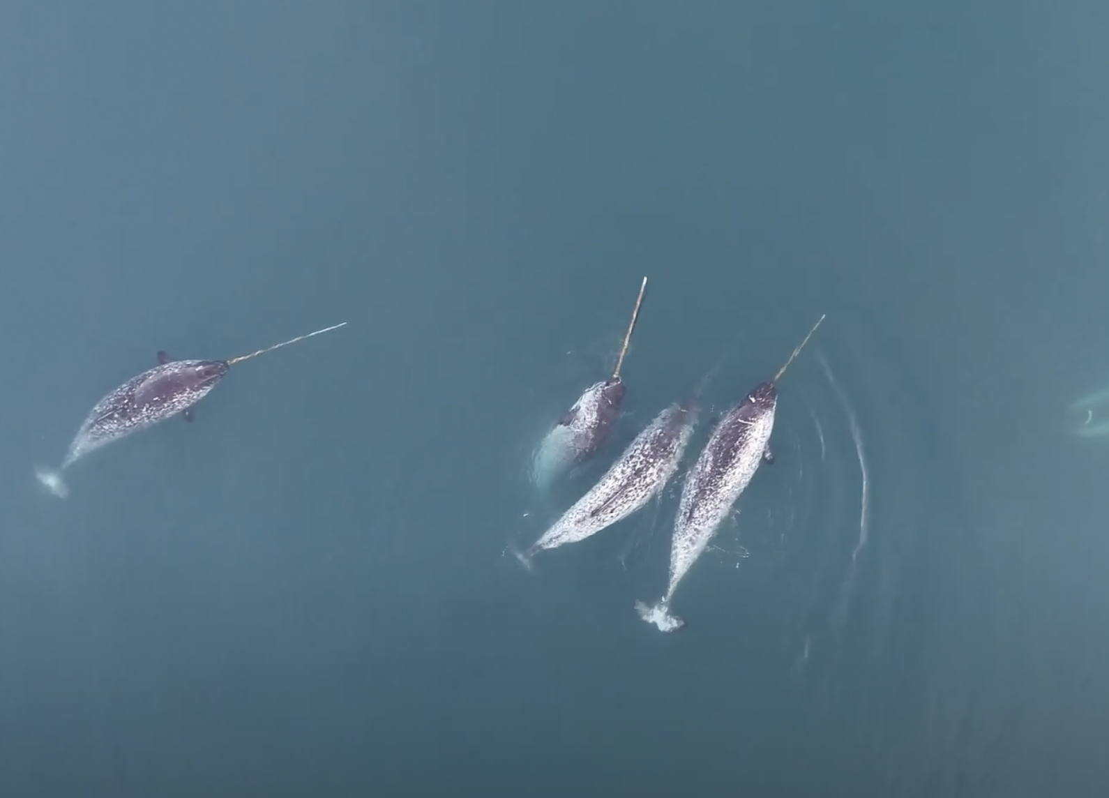 New Footage Shows How Narwhals Use Tusks To Hunt And Play
