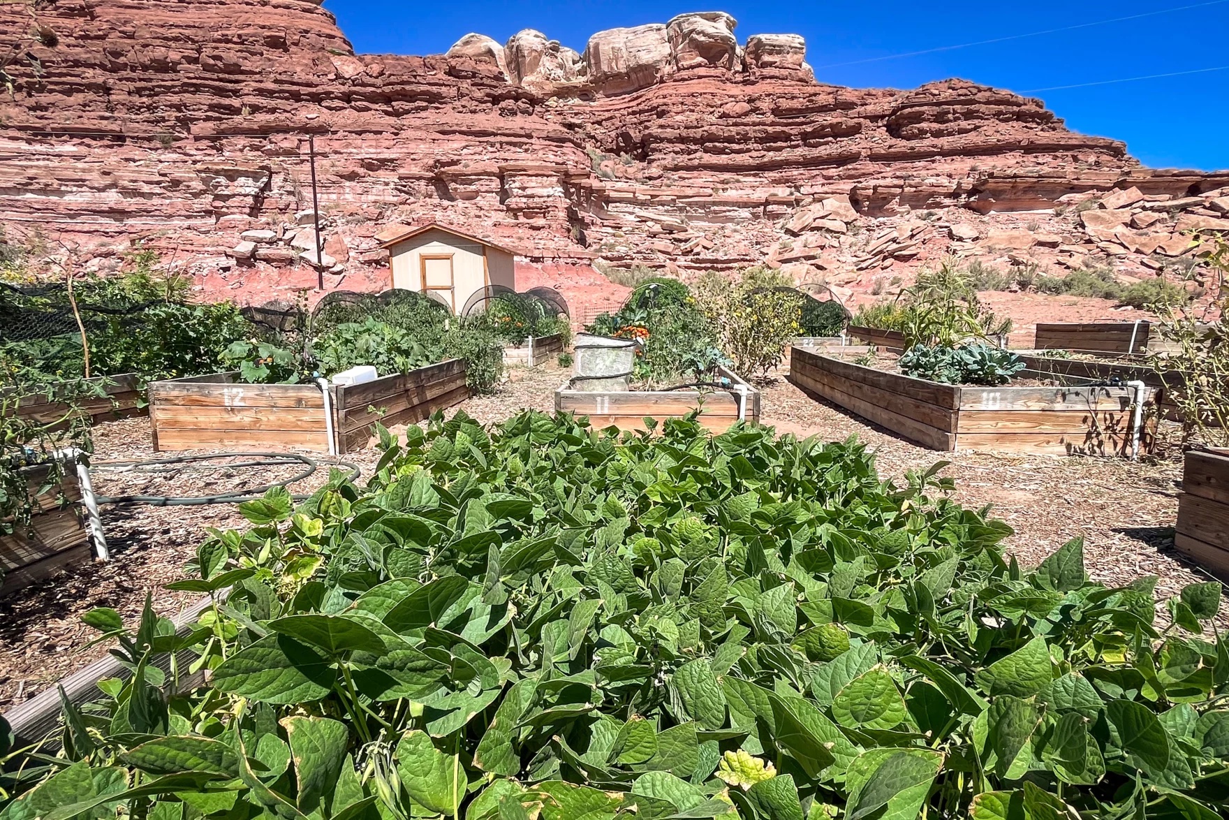 The Navajo Researcher Recovering A Desert Peach Variety