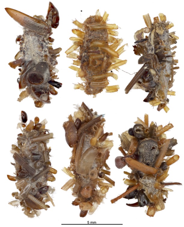 Functional Fashion From An Artist And A Caterpillar