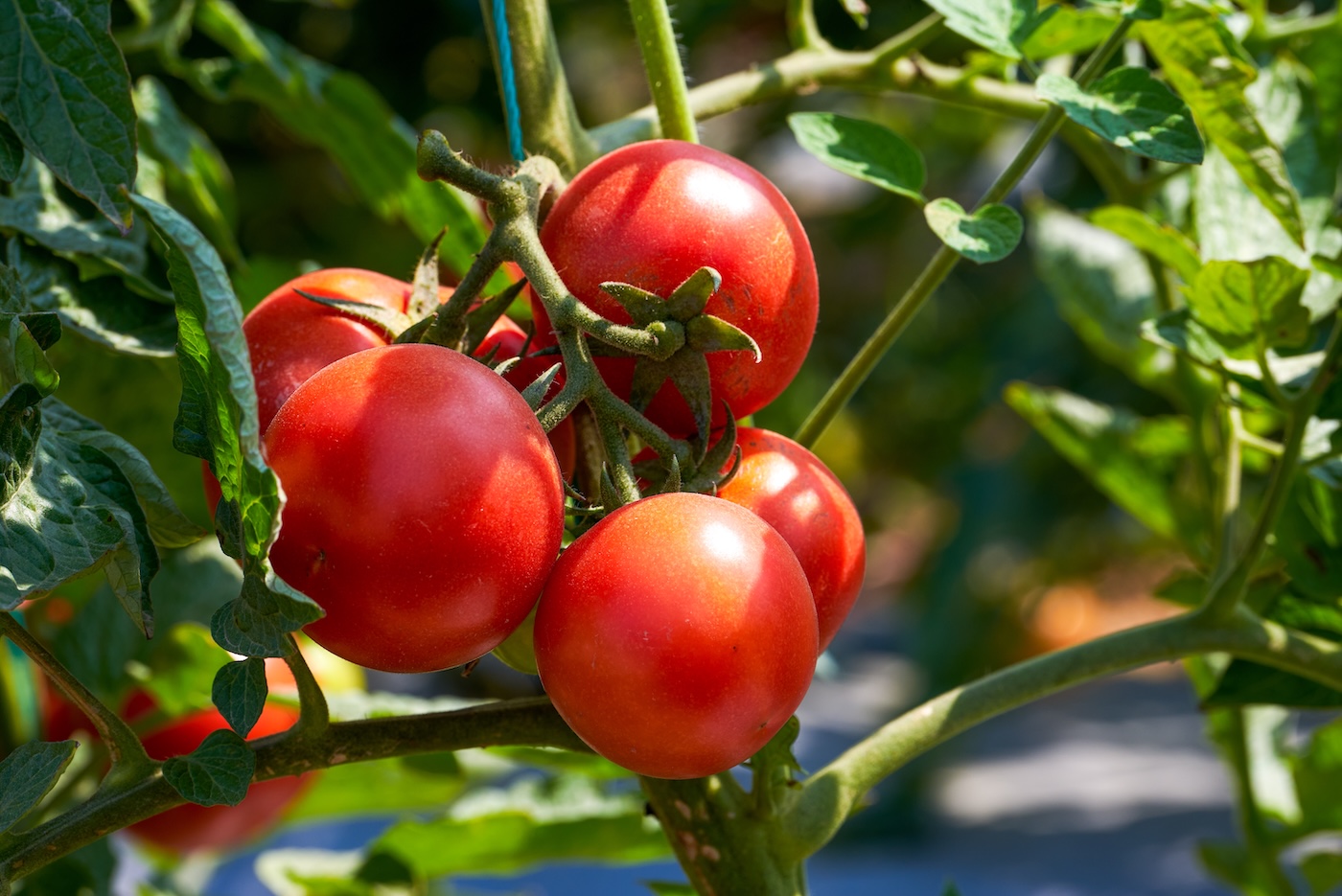 Scientists Identify Genes For Tomato And Eggplant Size