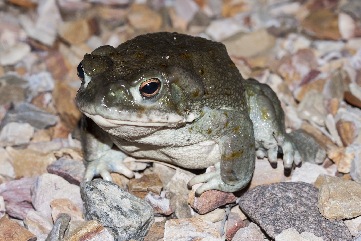 Don’t Lick The Toad From ‘Friendship’