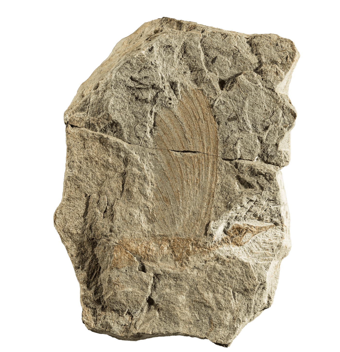 A Reptile’s Baffling Backfin And The Math Of Dashing Dinos