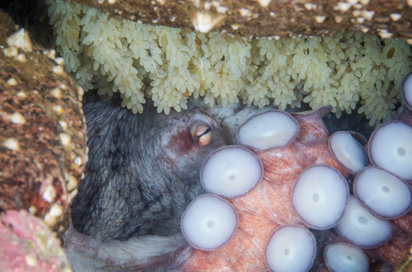 Hide Like A Cephalopod: Make An Octopus Den
