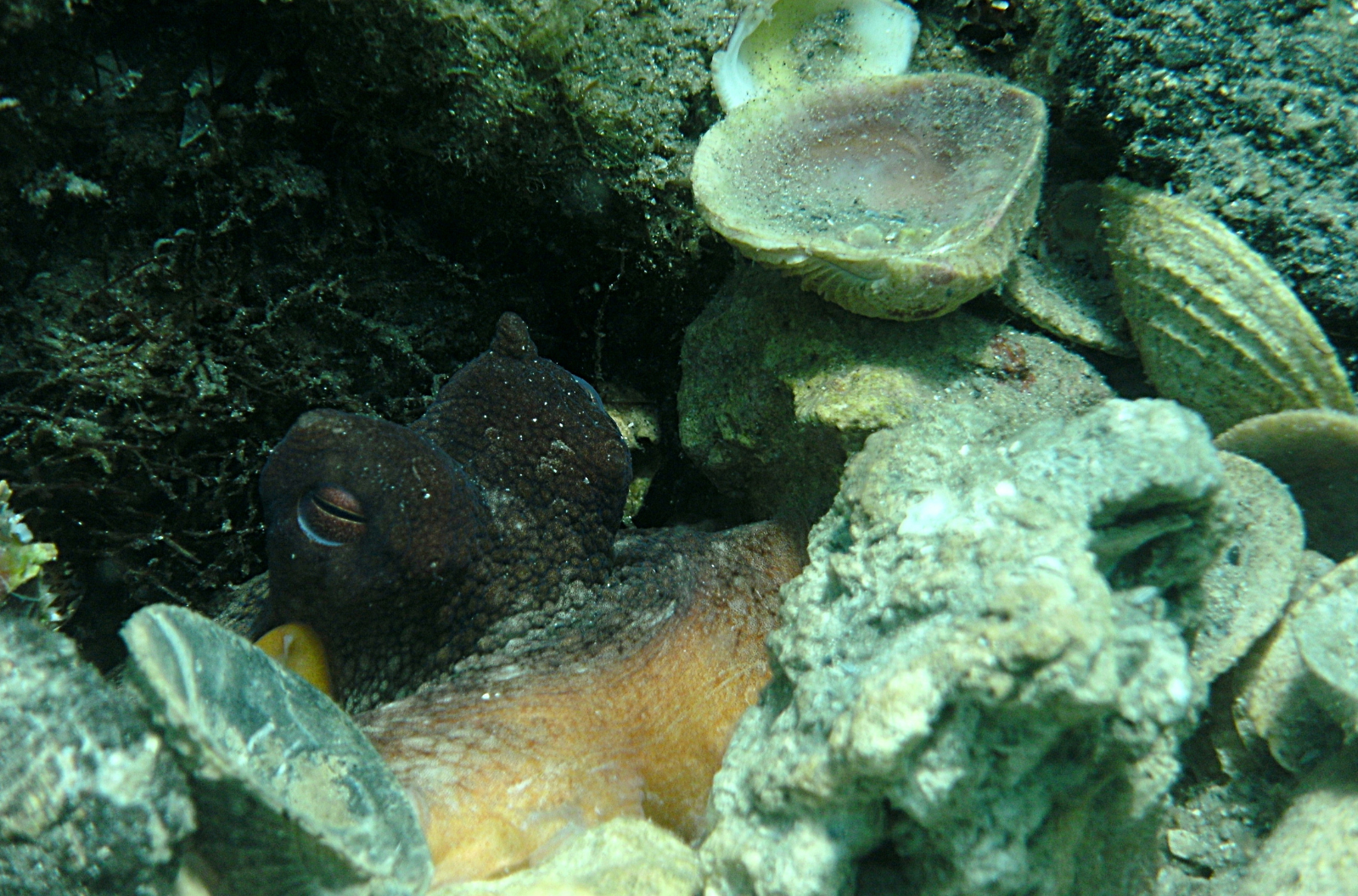Hide Like A Cephalopod: Make An Octopus Den