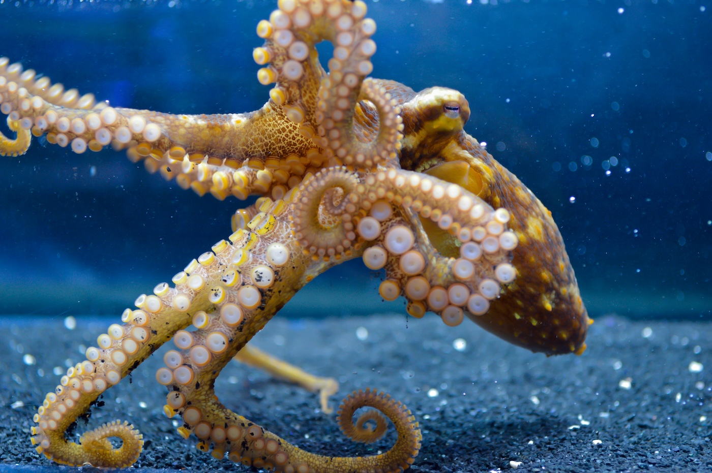 Octopuses Use Suckers To ‘Taste’ Harmful Microbes
