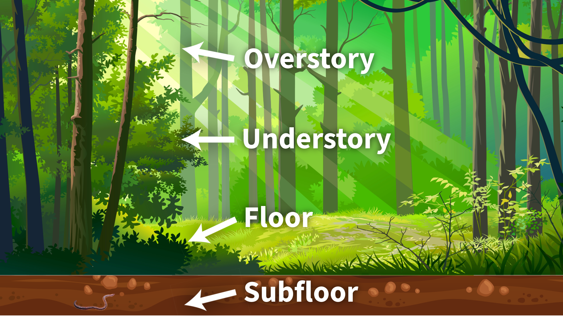 How fast can you grow a forest in a parking lot? - Science Friday