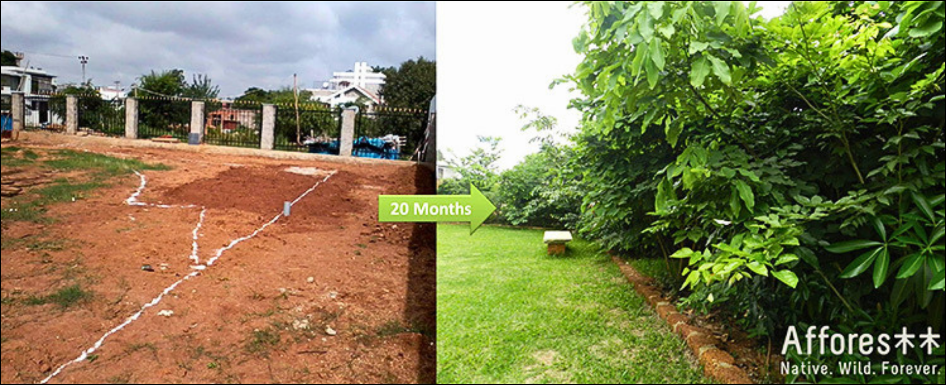 How fast can you grow a forest in a parking lot? - Science Friday